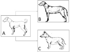 El perro en Mesoamérica ~ ÉUFRATES