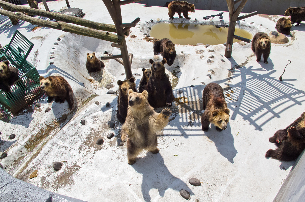 Sensasi Memberi Makan Beruang di Noboribetsu Bear Park, Jepang