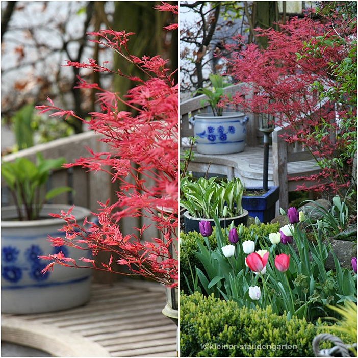 kleiner-staudengarten: Kleine Gesichter im Frühlingsgarten