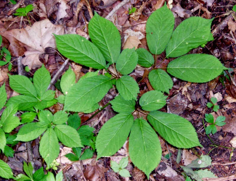 Eleuthero Tea Benefits ~ Healthy Tea 101