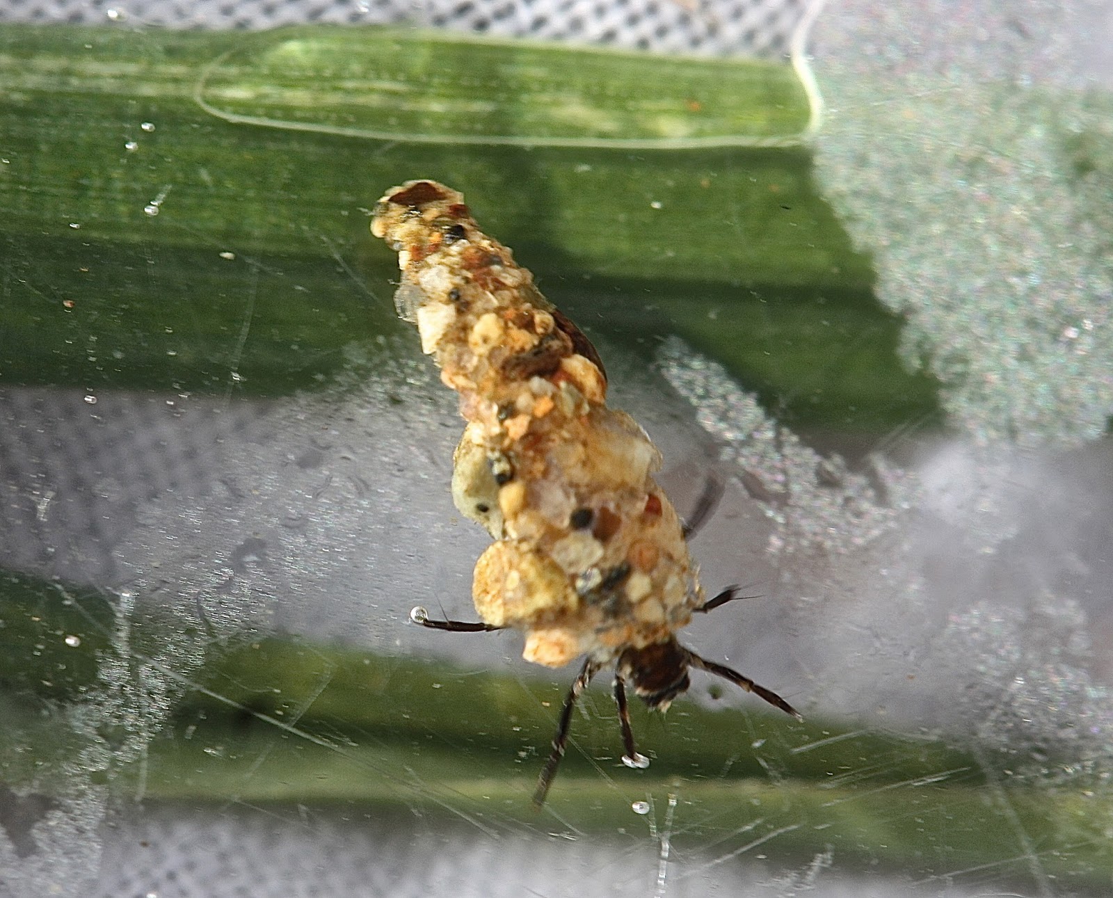 Aquatic Insects of Central Virginia: Isoperla season at the Rapidan River
