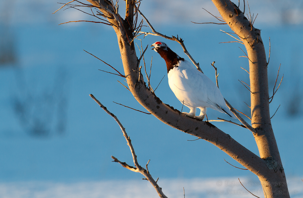 Naturgalleriet.no: Forhistoriske ryper
