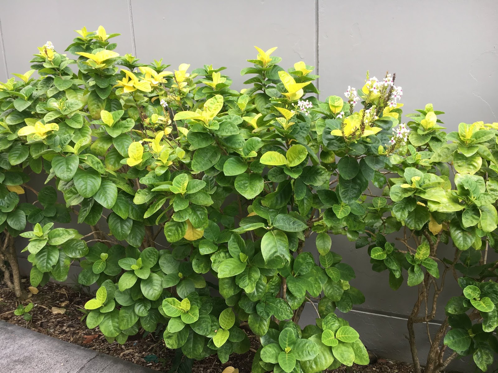 Pseuderanthemum carruthersii var. carruthersii (Variegated False ...