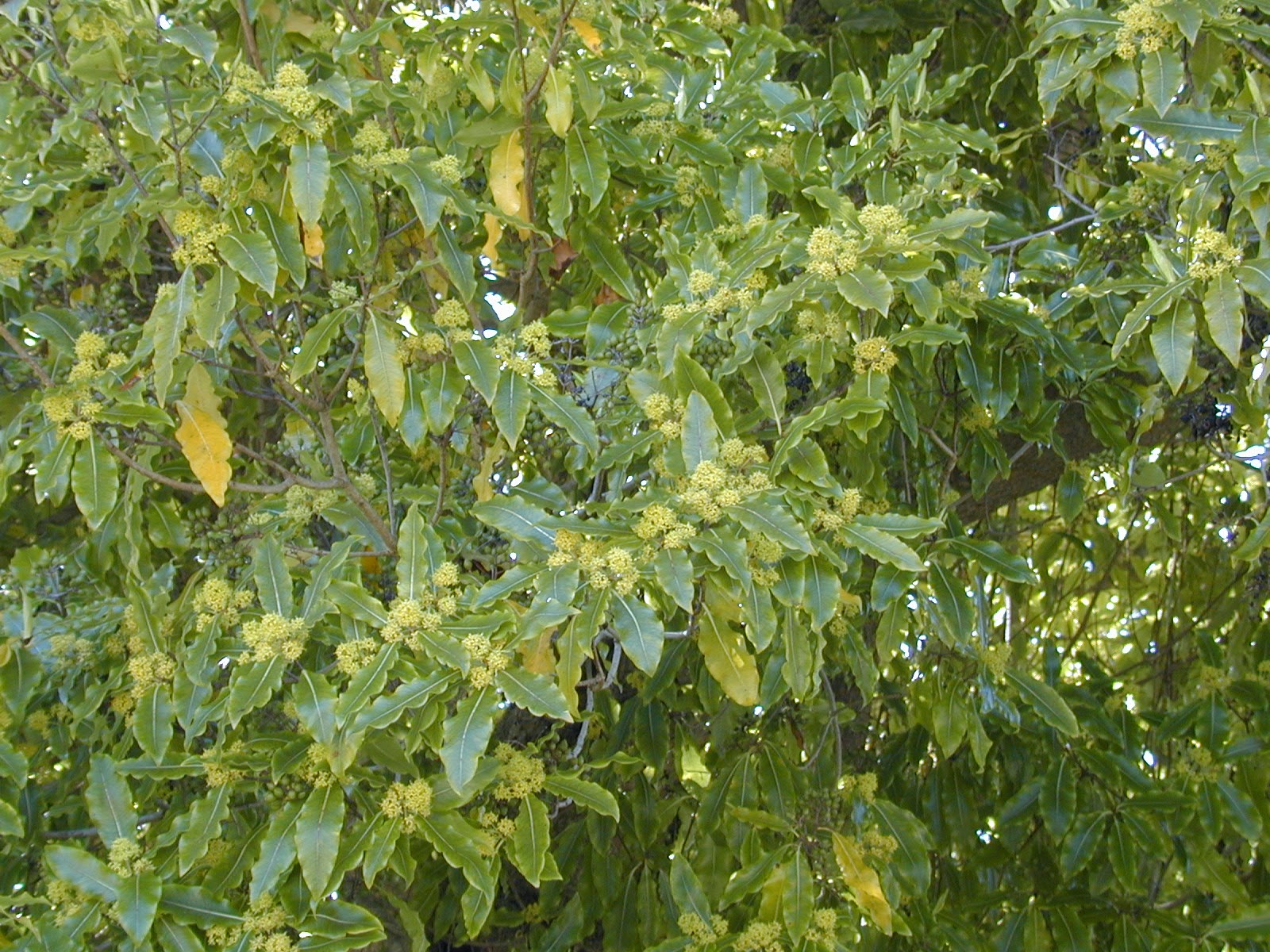 Trees of Santa Cruz County: Pittosporum eugeniodes - Lemonwood (Tarata)