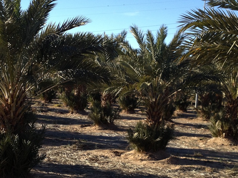 mnkcusa: Yuma Az, Martha's Date Farm