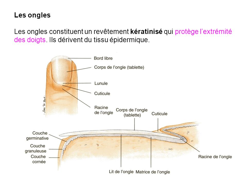 Comment prévenir l'exfoliation et la cassation des ongles?