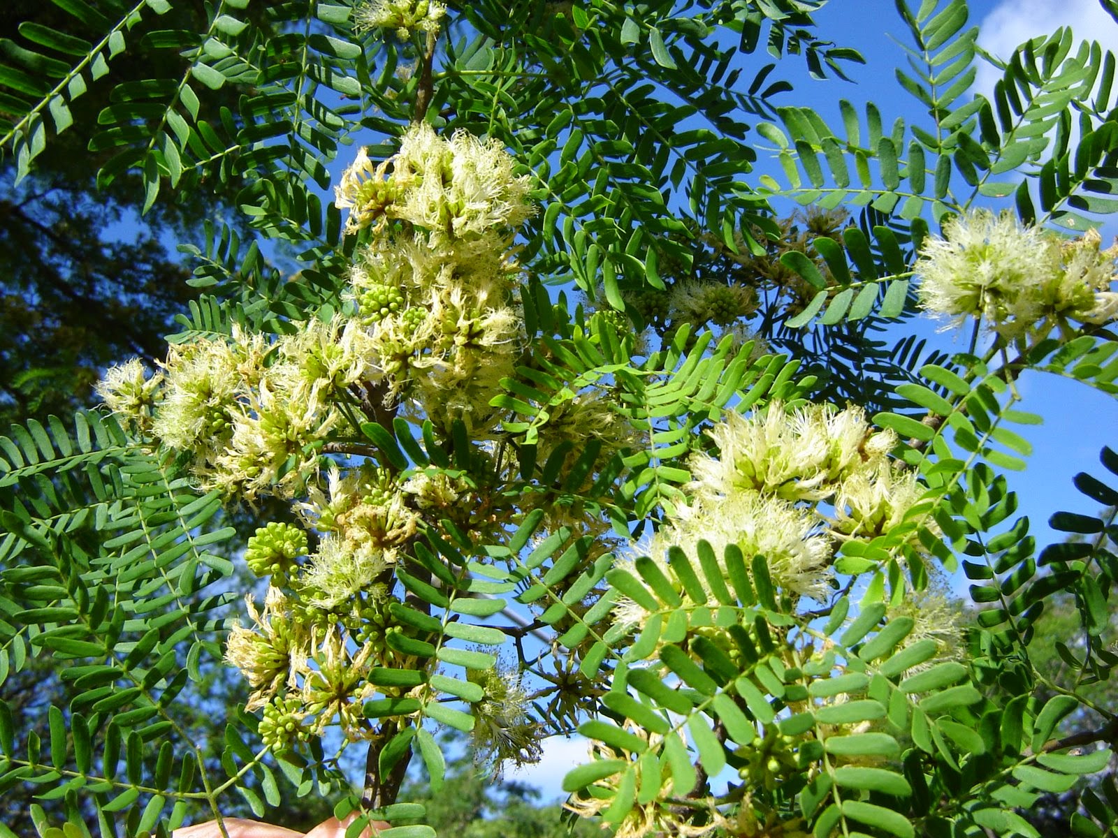 MAFERBA en el MUNDO : LA LEYENDA del TIMBO