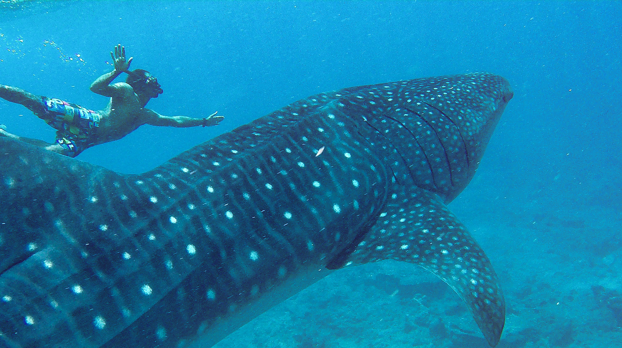Czy wiesz, że ... rekin wcale nie taki straszny ? [Dzienniki Typelka ...