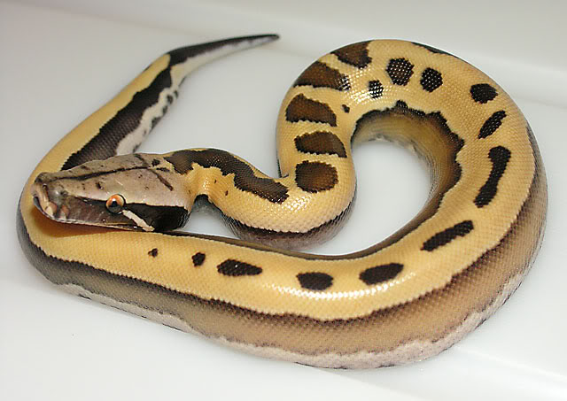 Blood Python - Dipong - Python curtus ~ Reptilers