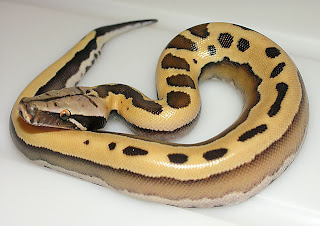 Blood Python - Dipong - Python curtus ~ Reptilers
