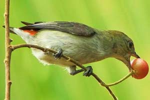 Burung Cabe Jawa - EDUBIO