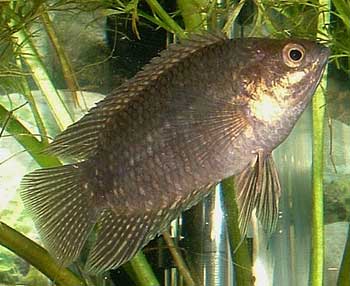 All About Family of Aquarium Fish Anabantidae, Ctenopoma - maintenance ...