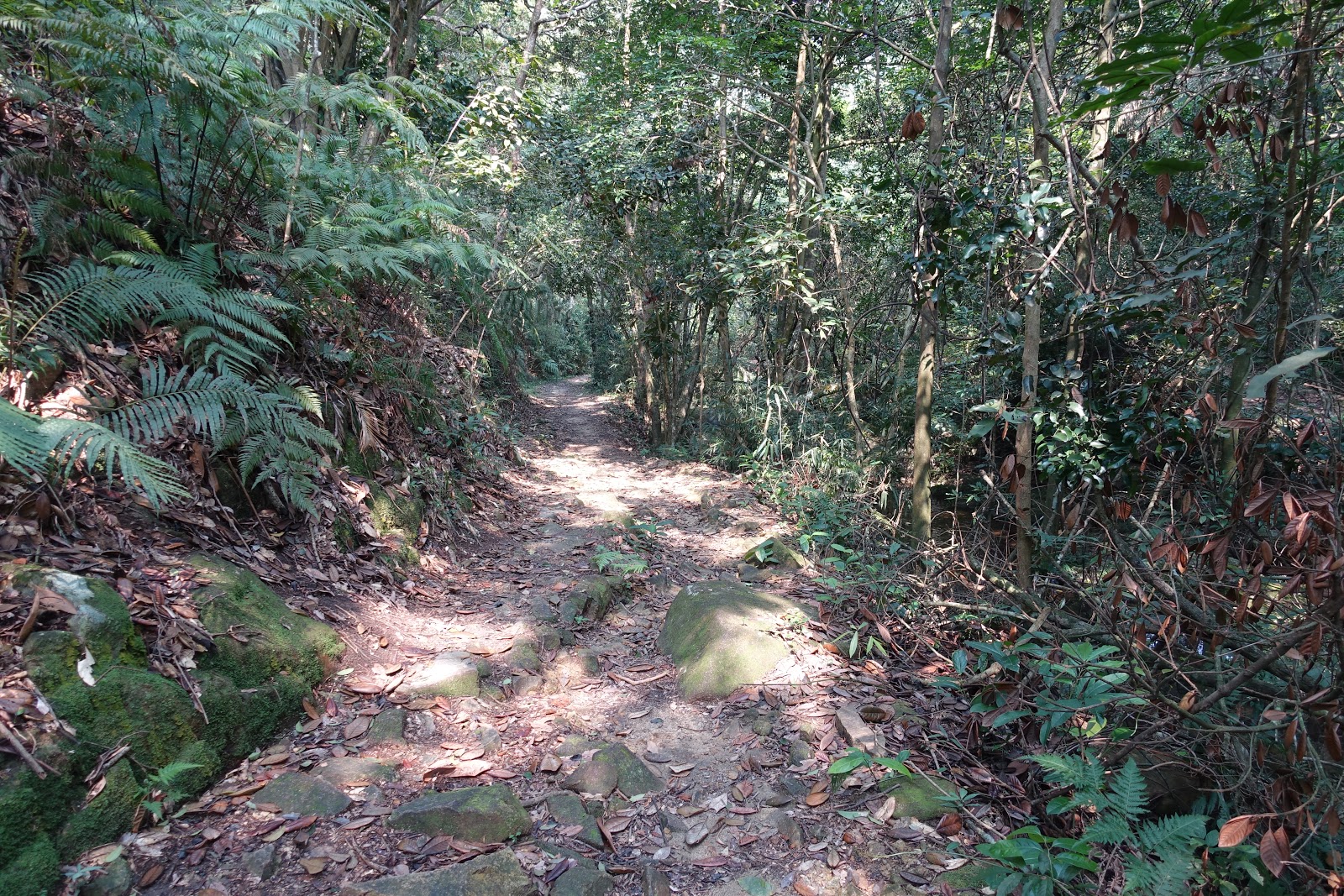 消耗五百食翻一千※香港行山記: 大埔滘藍路 Tai Po Kau Forest Blue Walk