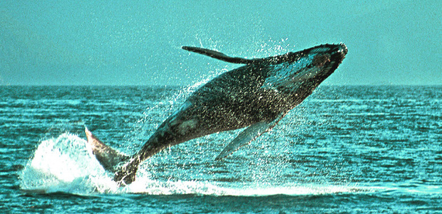 Biologia e Diversidade dos Cetáceos