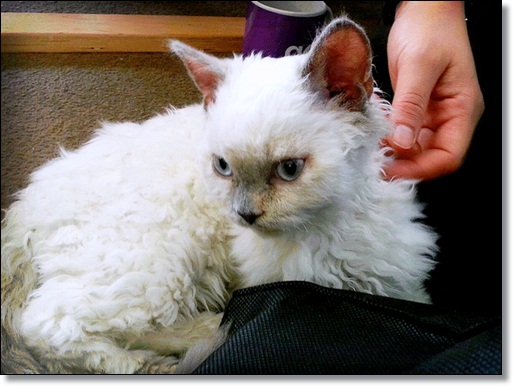 The Pet Tree House - Where Pets Are Family Too : Have You Heard the New ...