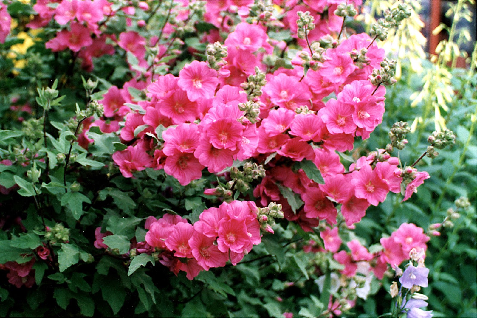 lavatere - France news collections