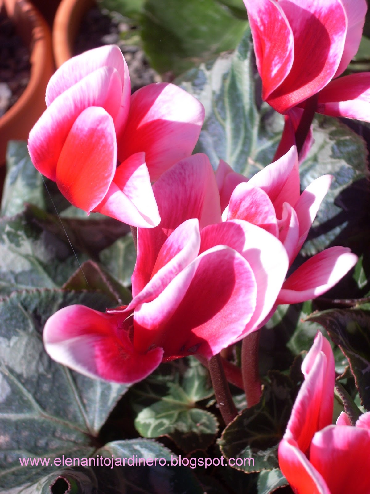 El enanito jardinero: CICLAMEN (Cyclamen)