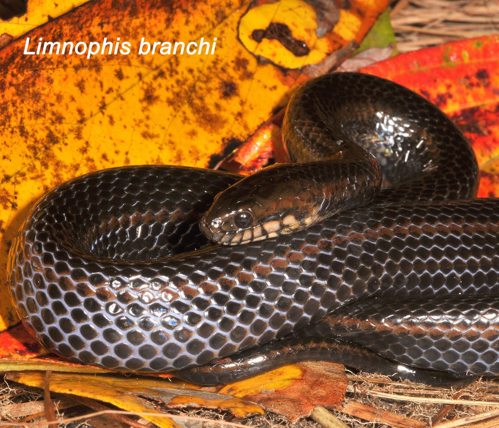 Species New to Science: [Herpetology • 2020] Limnophis branchi ...