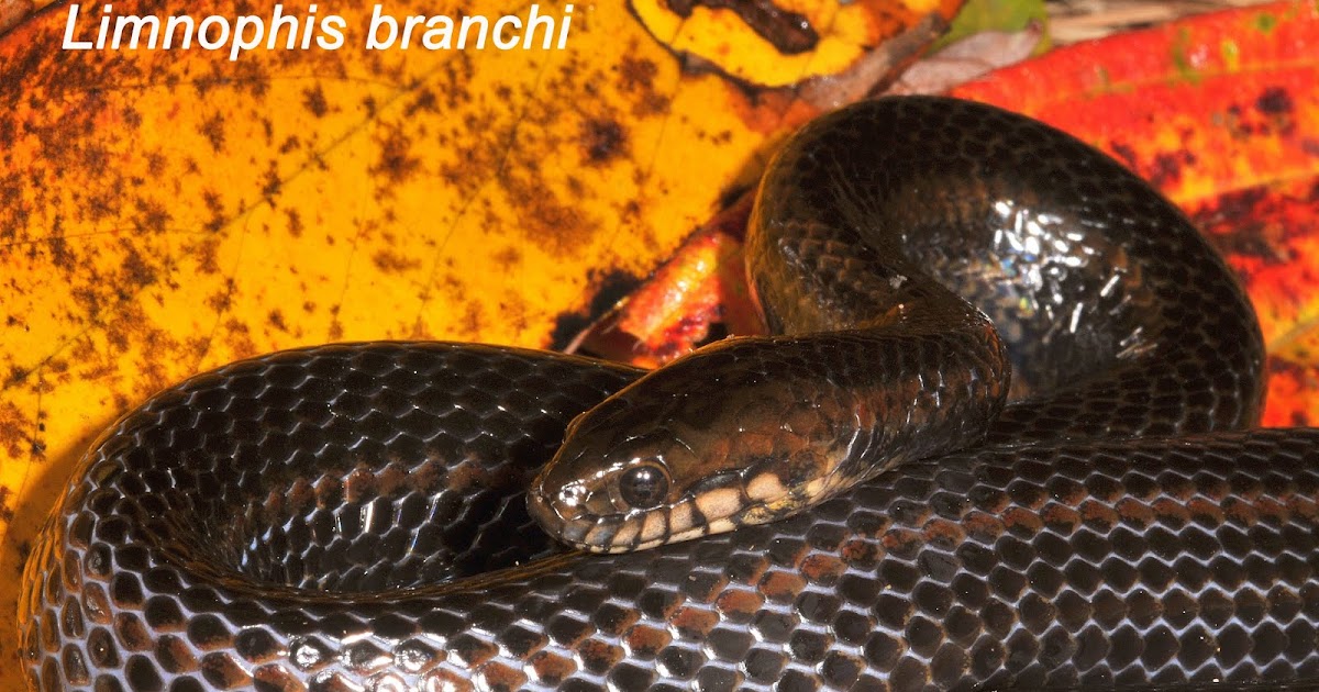 Species New to Science: [Herpetology • 2020] Limnophis branchi ...