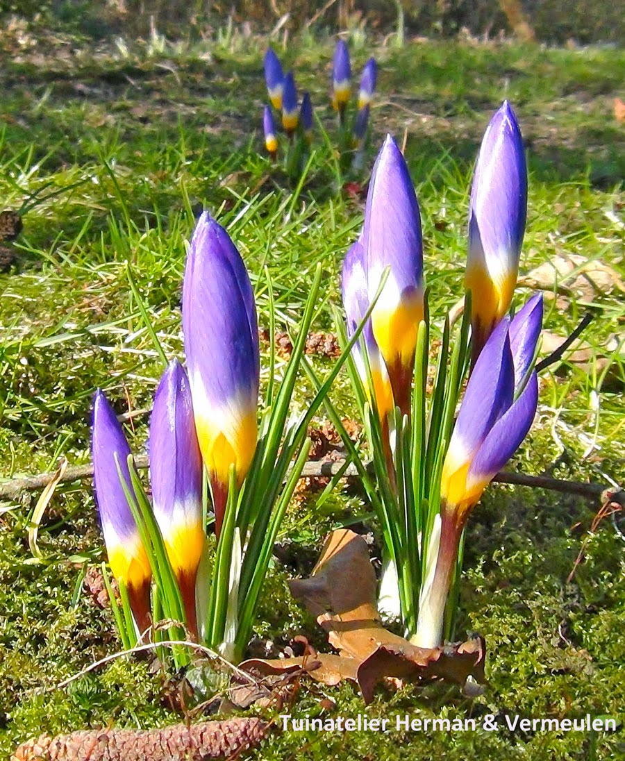 Tuinblog | Tuinatelier Herman & Vermeulen : De mooiste krokus