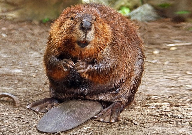 Kako živi divljač / How to live wild animals: Dabar (Castor fiber)