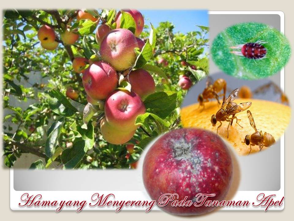 Hati-Hati!! Inilah Hama yang Biasa Menyerang Pada Tanaman Apel Anda ...