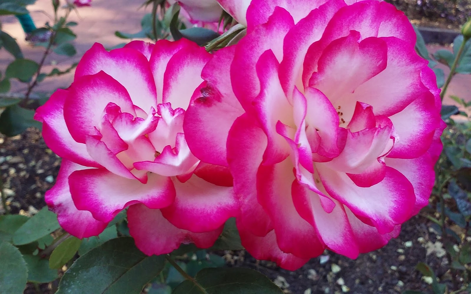 Life: Living Real...: Roses...