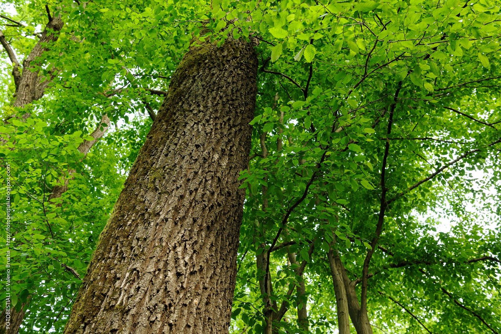 Fotobestiali: La Fagiana, il bosco di pianura del Parco del Ticino