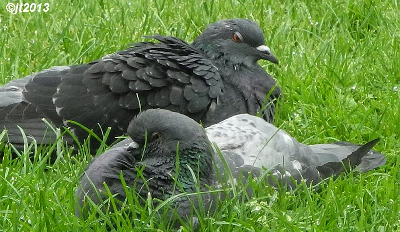 Simply Superb Swans: Laid Back Pigeons