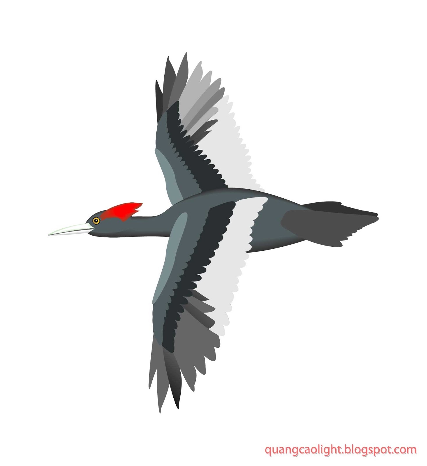 Các loài Chim file Vector (Phần 1) | Tải file Đồ họa miễn phí