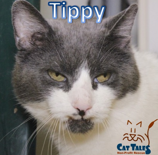 middletowneye: Cat Tales ~ Cat of the Week ~ Tippy
