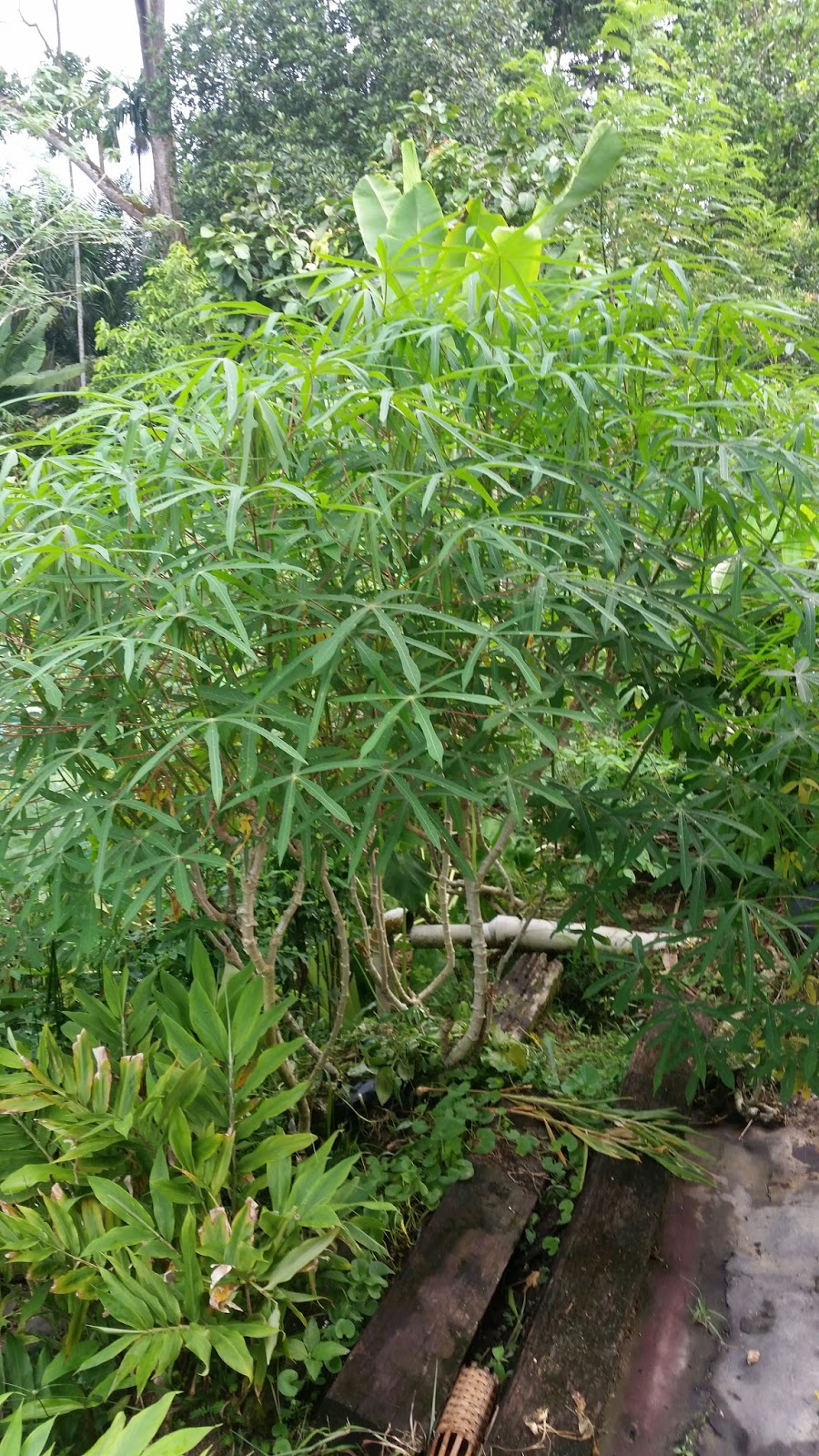 Warisan Petani: Ubi Kayu 2 : Ubi Pulut.