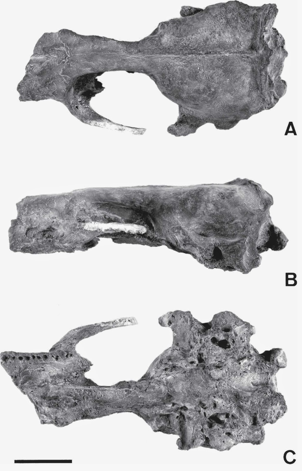 The Coastal Paleontologist, atlantic edition: The evolutionary history ...