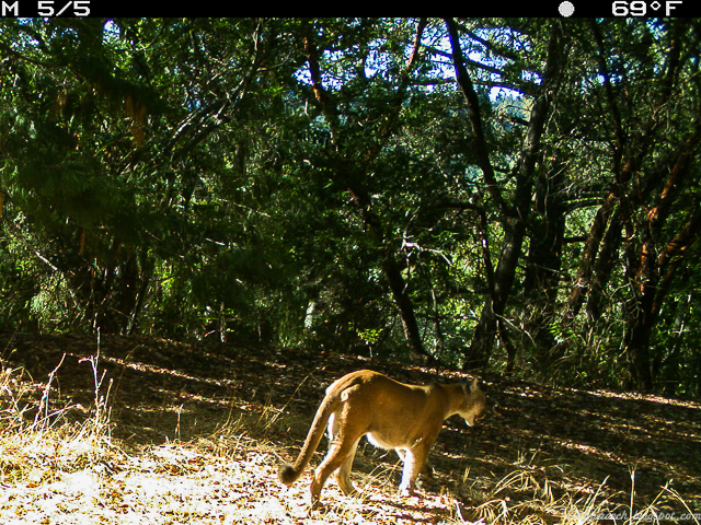 Dipper Ranch: Puma Scrapes