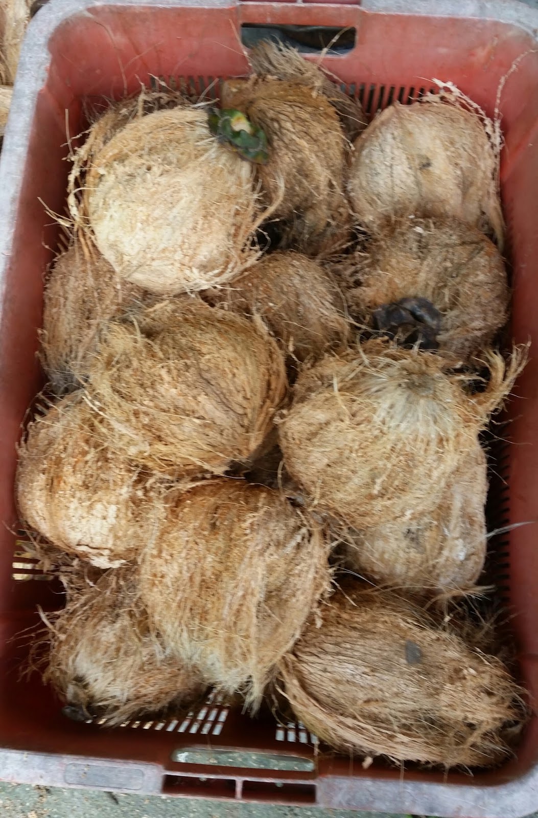 Warisan Petani: Buah Kelapa