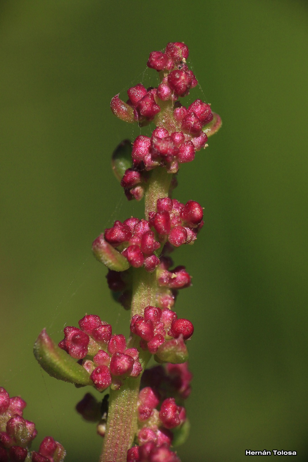 Flora Bonaerense: Hierba cenicera (Atriplex rosea)