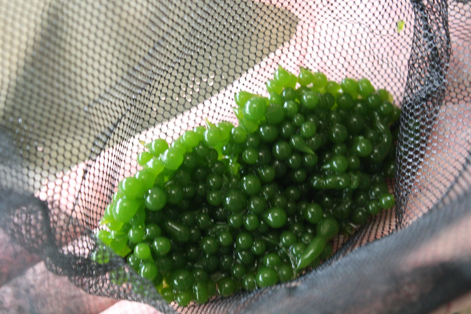 Adib Project Blog: Nannochloropsis sp. alginate beads