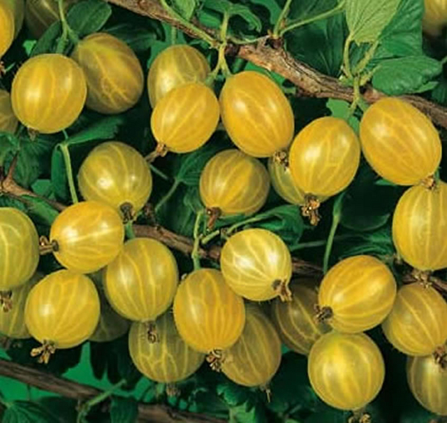 Real World Gardener: Clouds of Blue Leaves and Cape Gooseberries