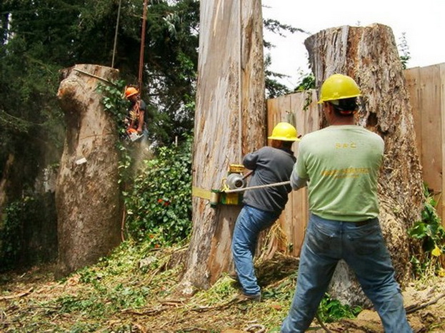 Affordable Tree Service | Tree Service