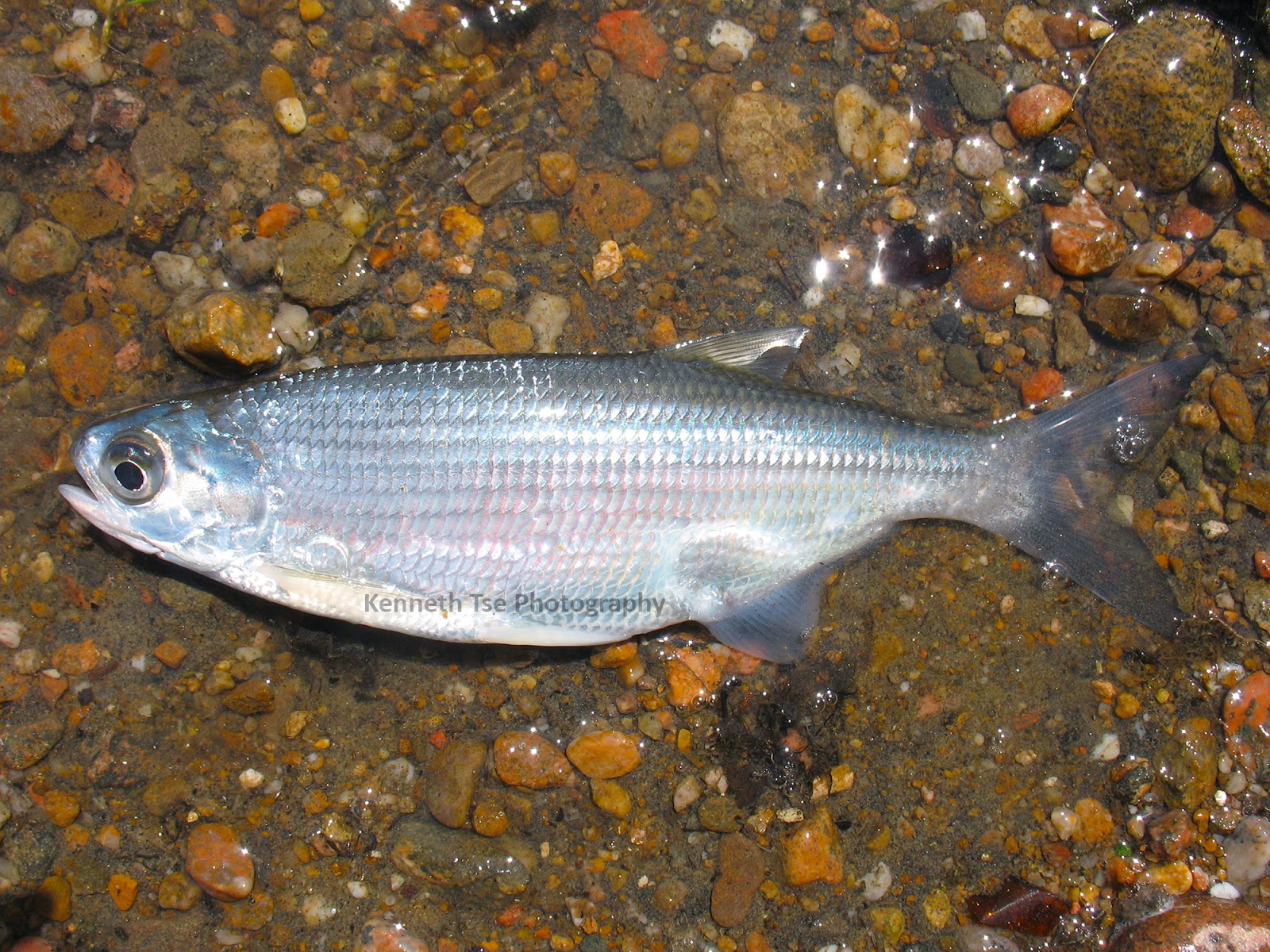 MuskieBait Adventures: Lifelist