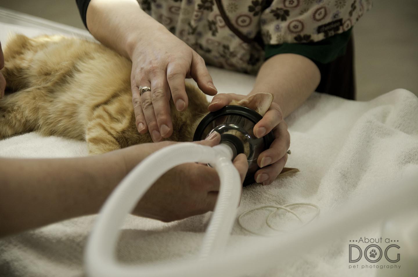 About A Dog Photography: Spay and Neuter Surgery