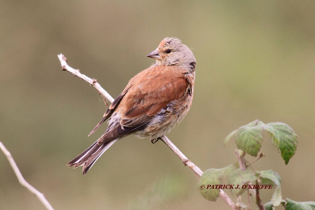 Raw Birds: Common Linnet