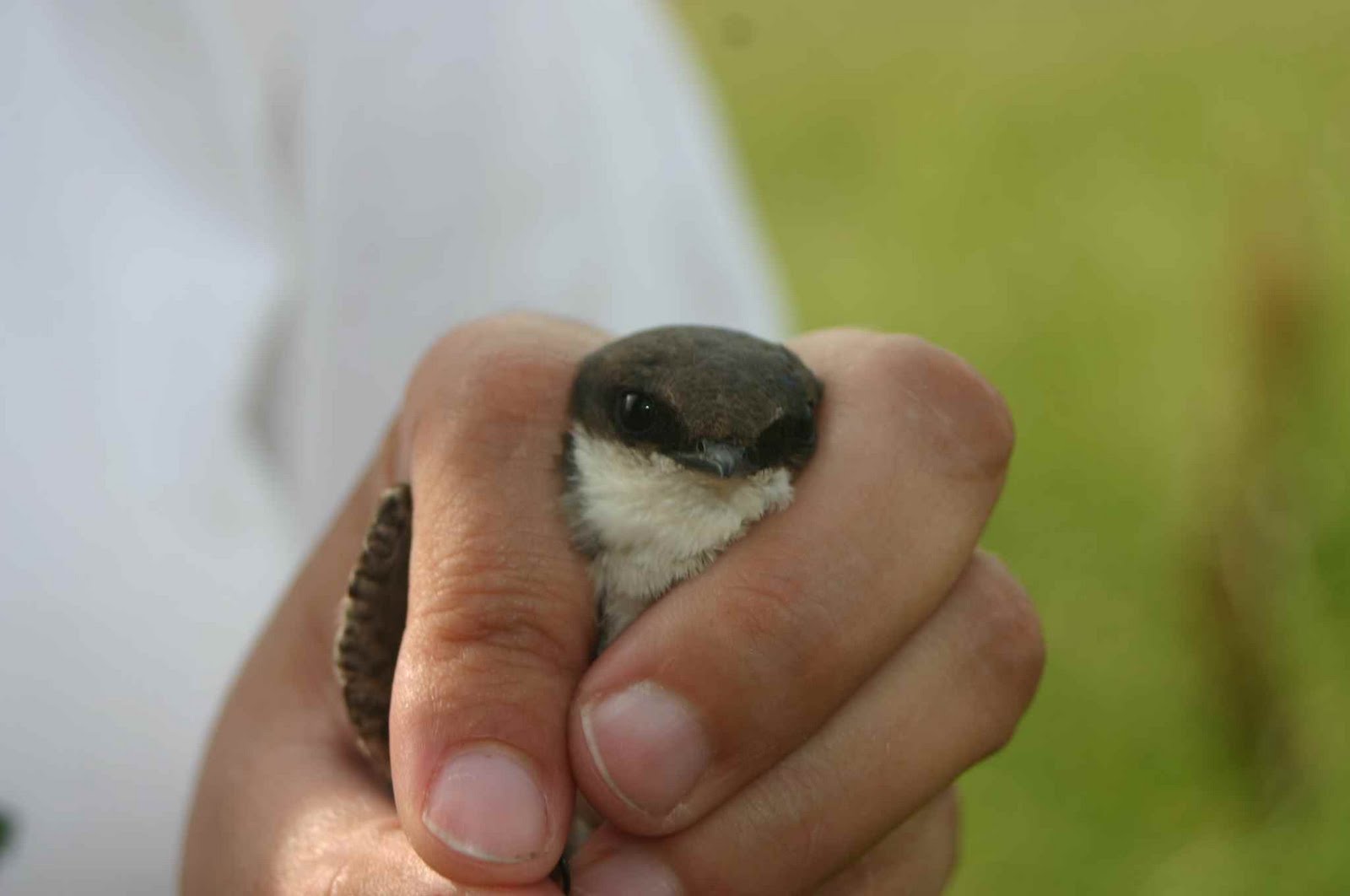 World Bird Sanctuary: Water Conservation – Why we need it. What you can do