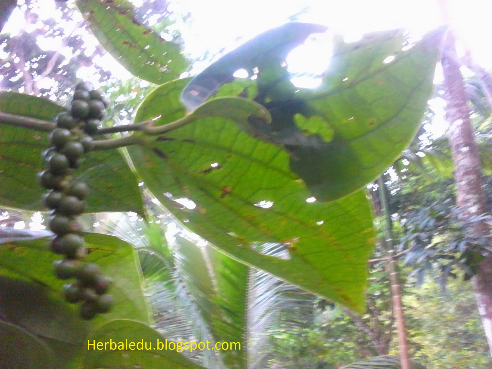 Piper nigrum-Gammiris ගම්මිරිස් - Herbal Plants of Asia