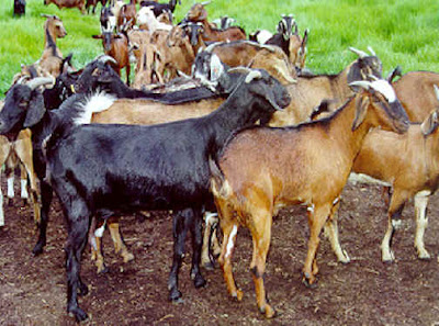 Goat farms in Indonesia | fauna