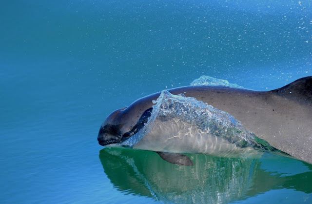 Harbor Porpoise | The Biggest Animals Kingdom
