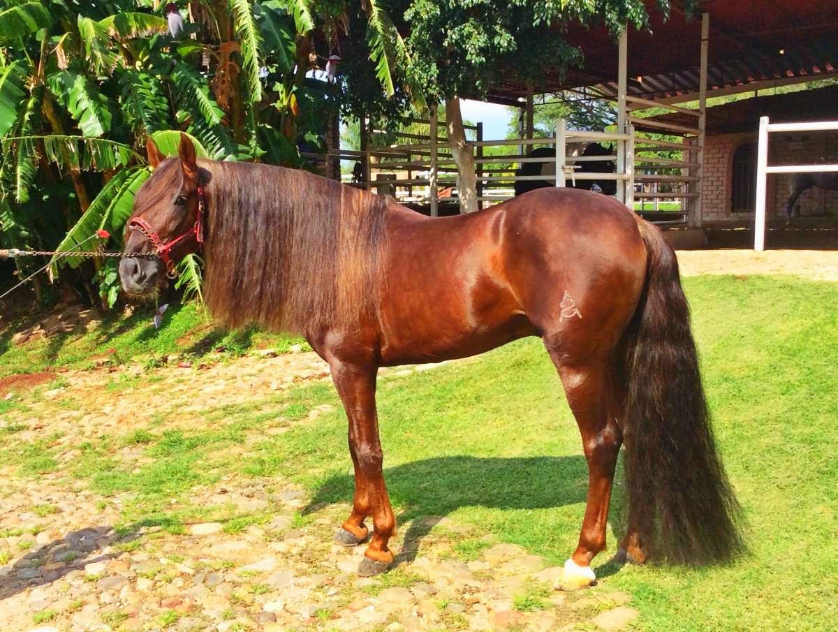 DOMA DE CABALLOS A LA ALTA ESCUELA: Caballo Alazán - Adiestramiento y ...