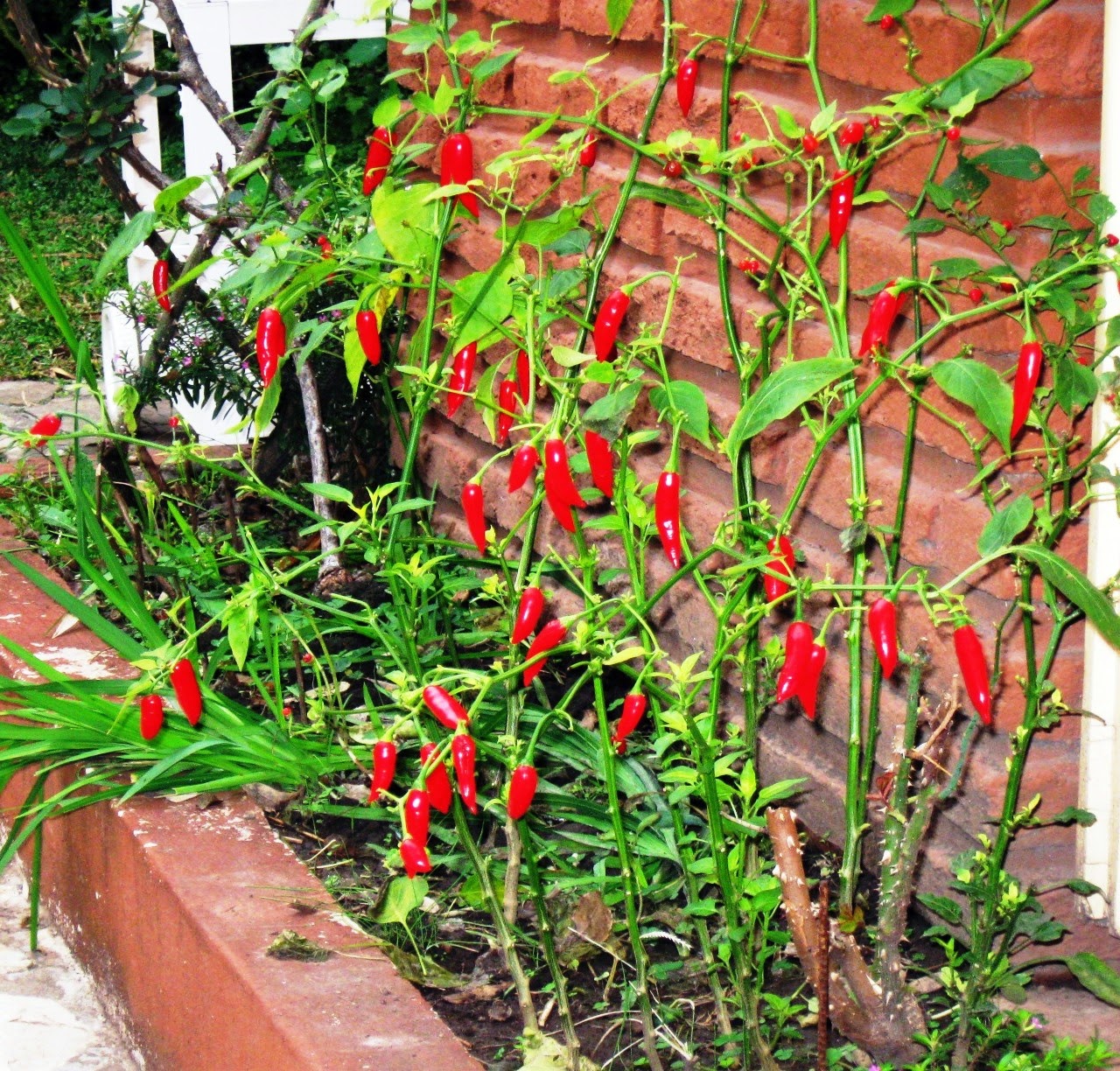 Comidas con historias: Cultivo de ají picante en cantero de jardín