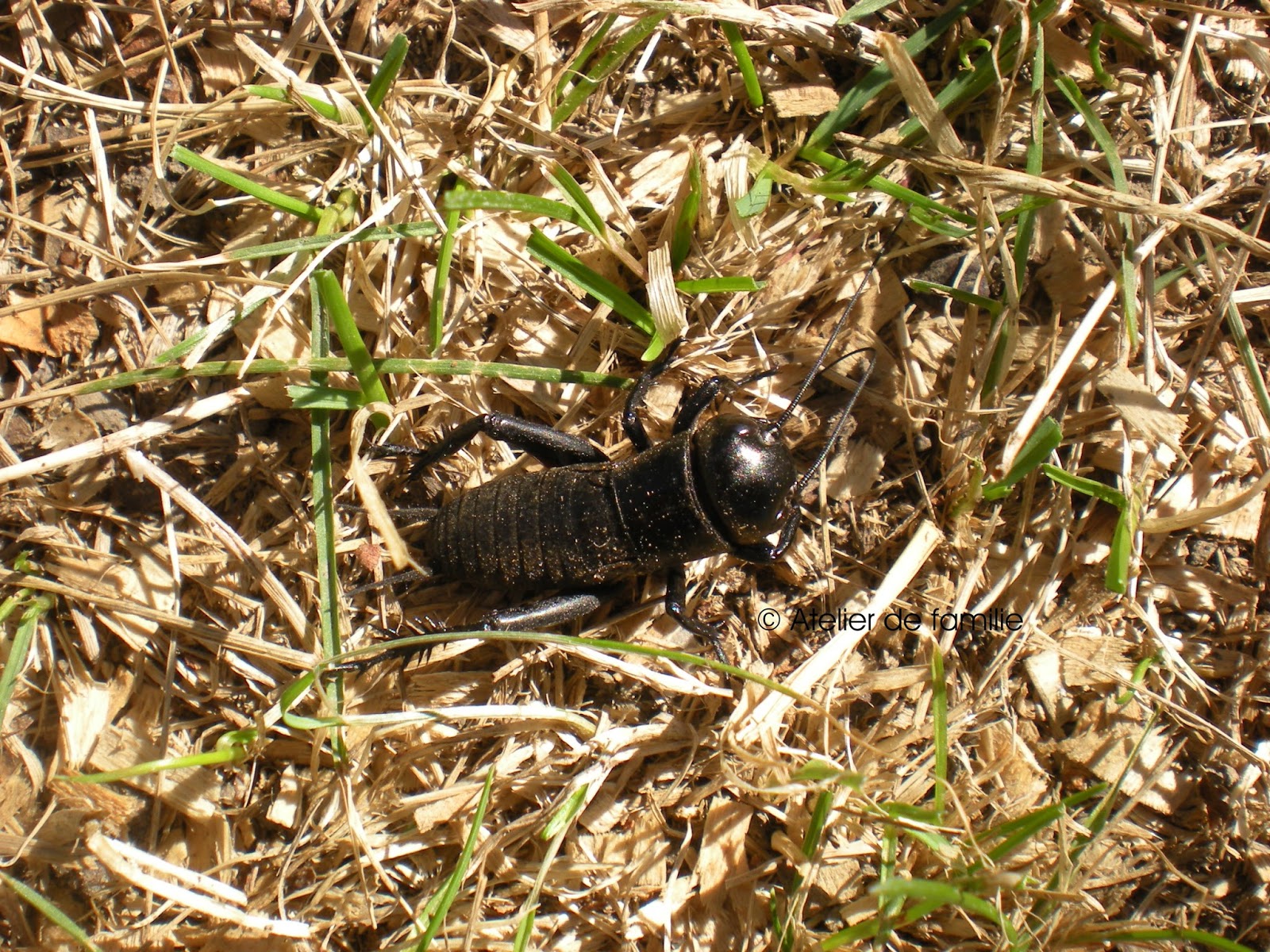 Balada unui greier... ~ Atelier de familie