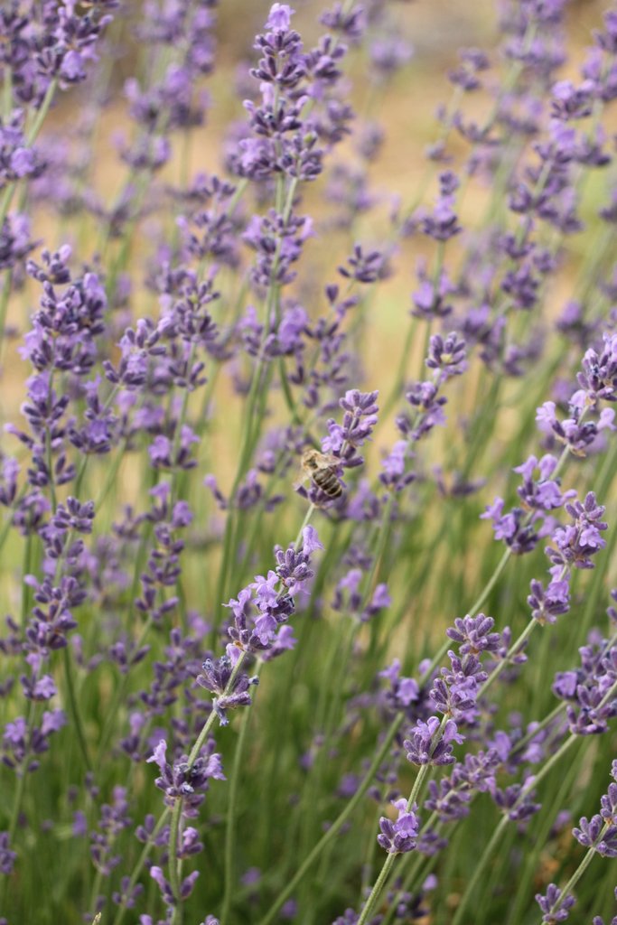 Lovely Lavender - The Lavender Apple